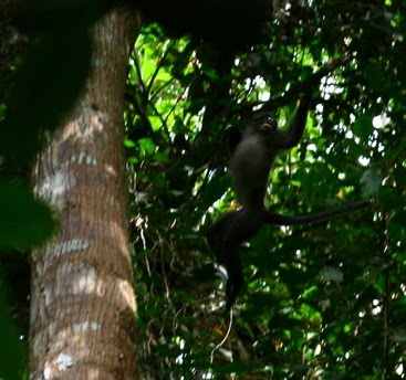 white fronted leaf monkey (Presbytis frontata)