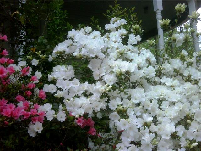 Nacogdoches: April 2010