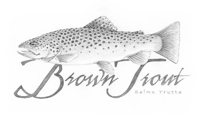Susan Hediger-Matteson: Brown Trout sketch