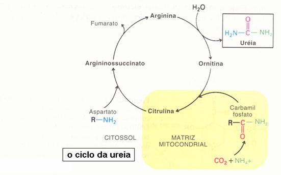 sistema excreto: O ciclo da onitina, sistema excretor humano, A ...