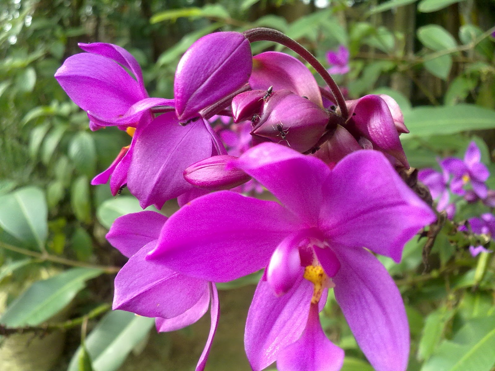 Rainforest of Assam: PHOTO GALLERY