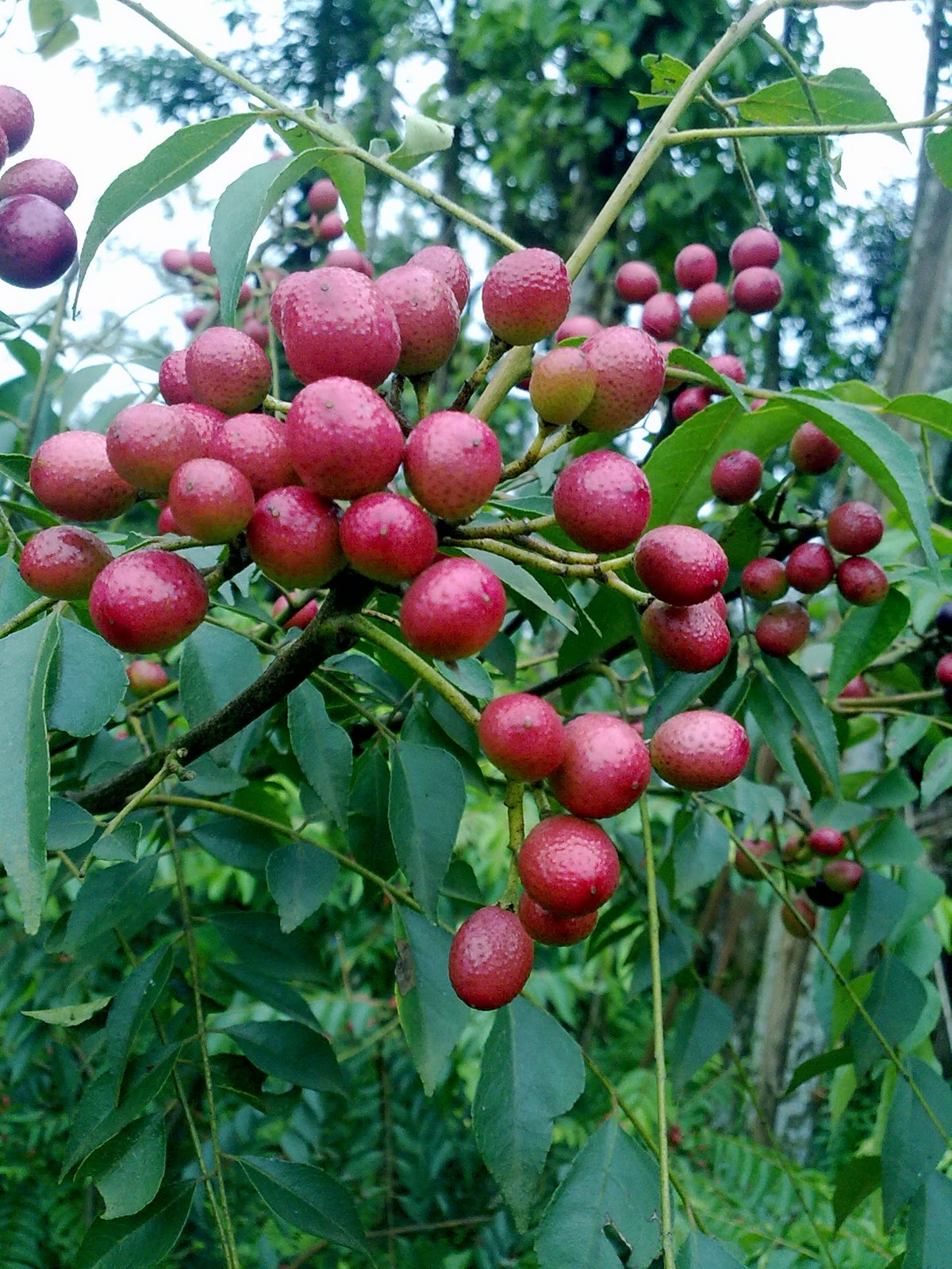 Rainforest of Assam: PHOTO GALLERY