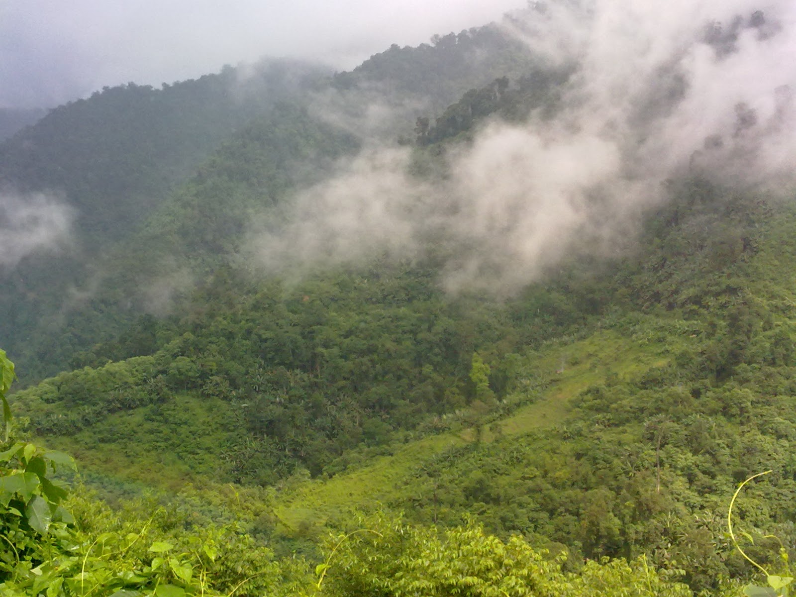 Rainforest of Assam: PHOTO GALLERY