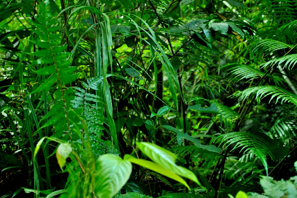 Rainforest of Assam: PHOTO GALLERY