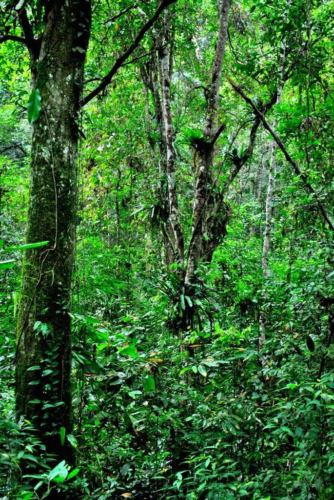 Rainforest of Assam: ABOUT US