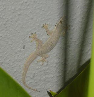 Travels of Jeff and Mia: Lizards! with Photos and Amusing Anecdotes