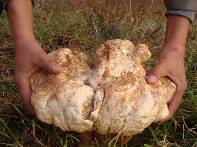 Love All Races: Why Desert Truffle is Special