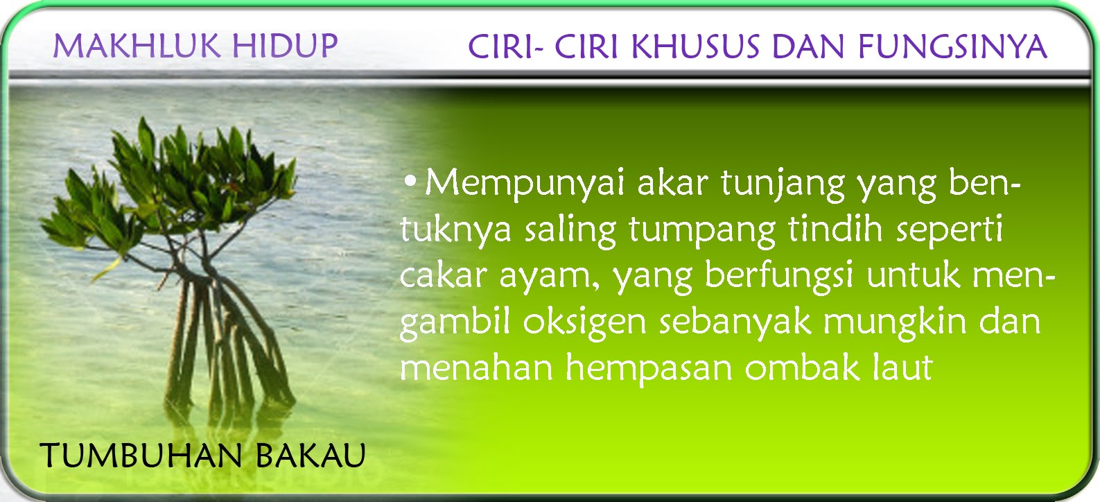 X-PLORE: Ciri-ciri khusus makhluk hidup (TUMBUHAN) Vol. 1