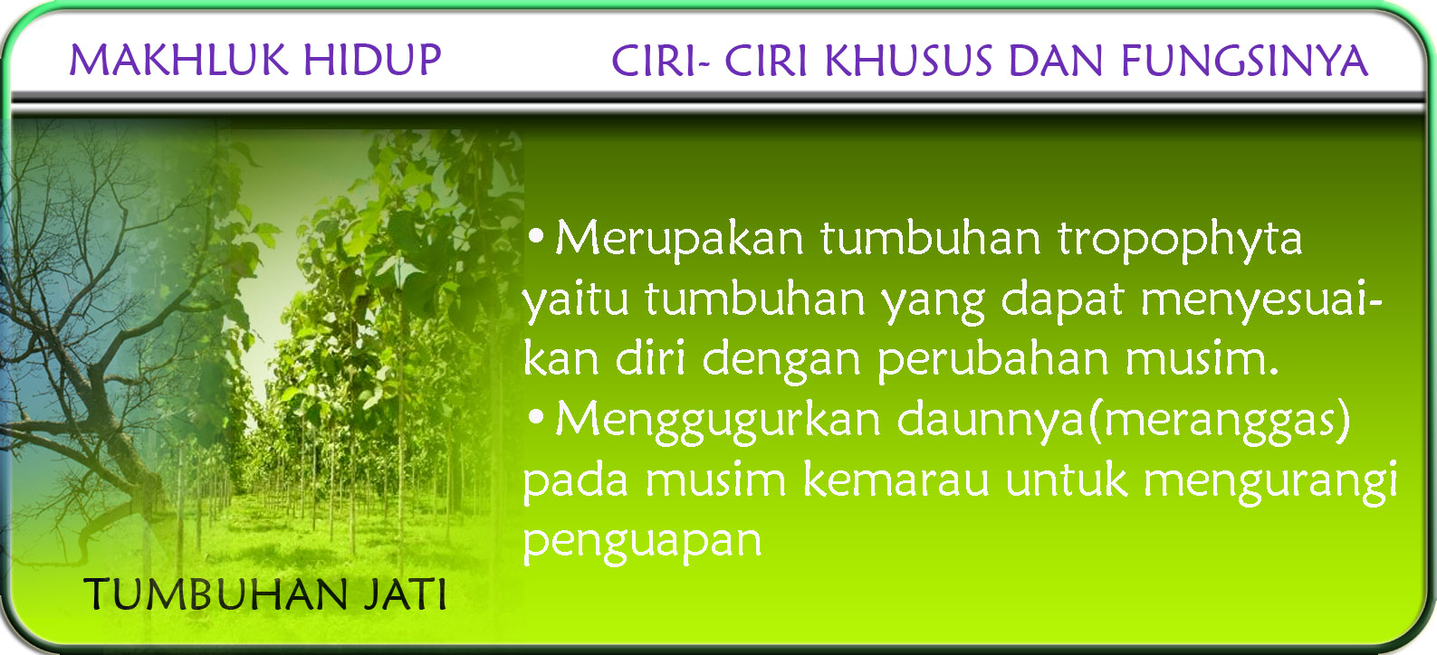 X-PLORE: Ciri-ciri khusus makhluk hidup (TUMBUHAN) Vol. 1