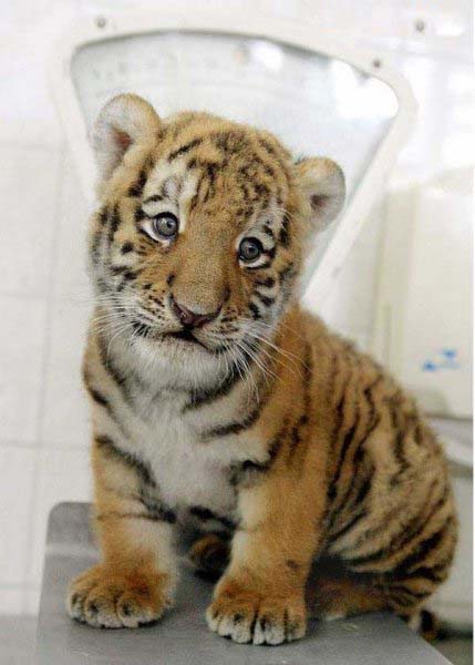 Baby Tiger - Type Animals