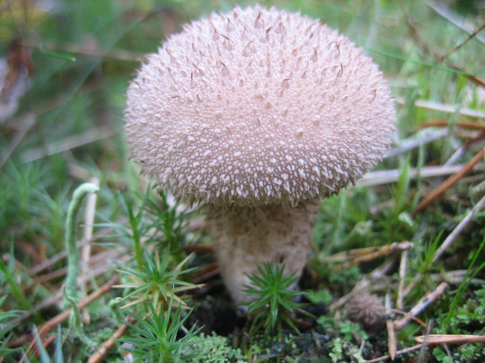 Hantverkarglädje: Svampar