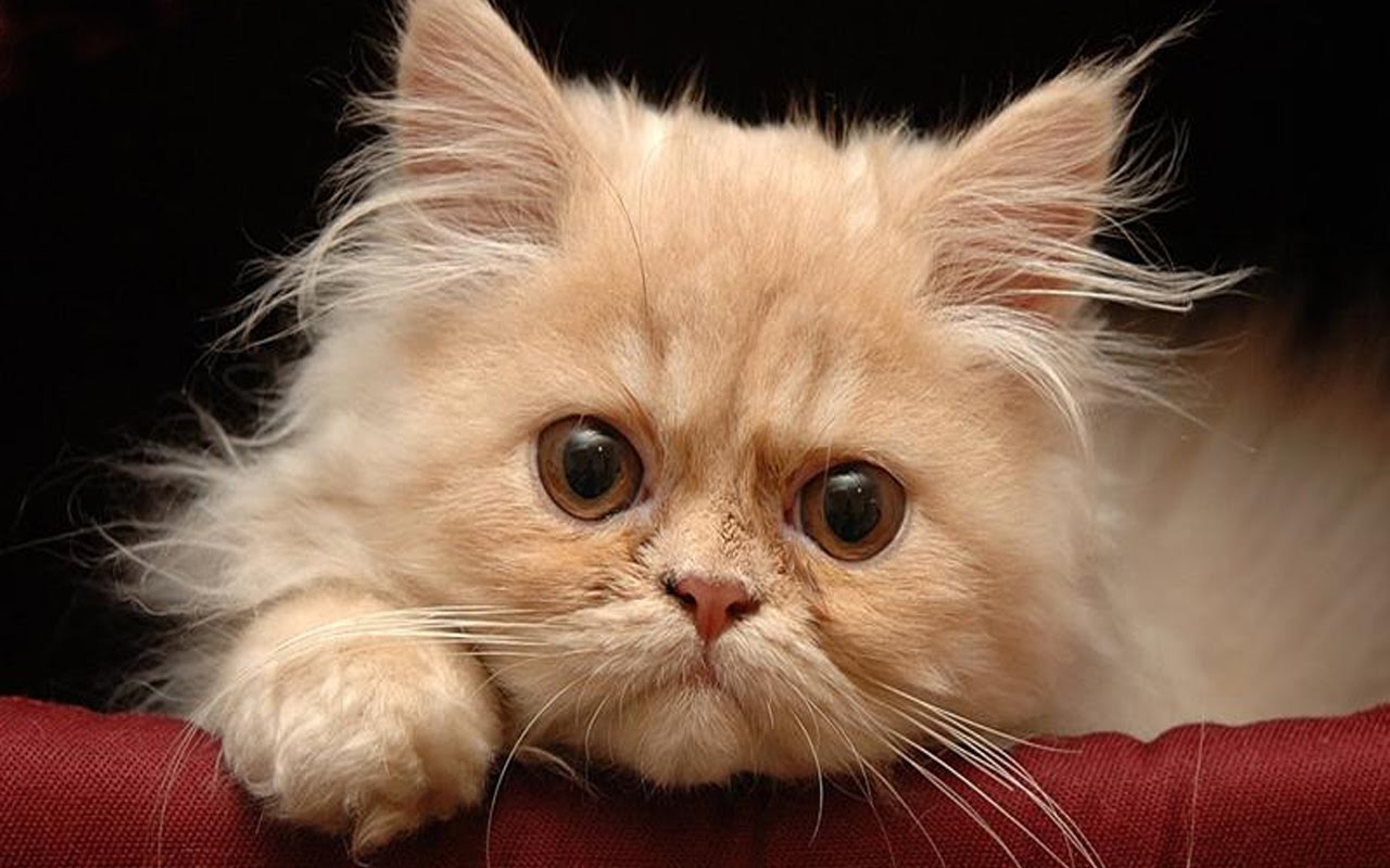 Poze cu Pisicute Frumoase - Poze Imagini Desktop