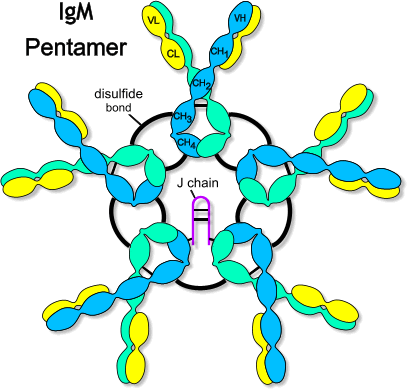 CSIR LIFE SCIENCE PREPARATION: Antibody Classes