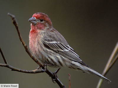 Mr. Williams 6th Grade Science Blog: Bird of the Week - #15 - Monday ...