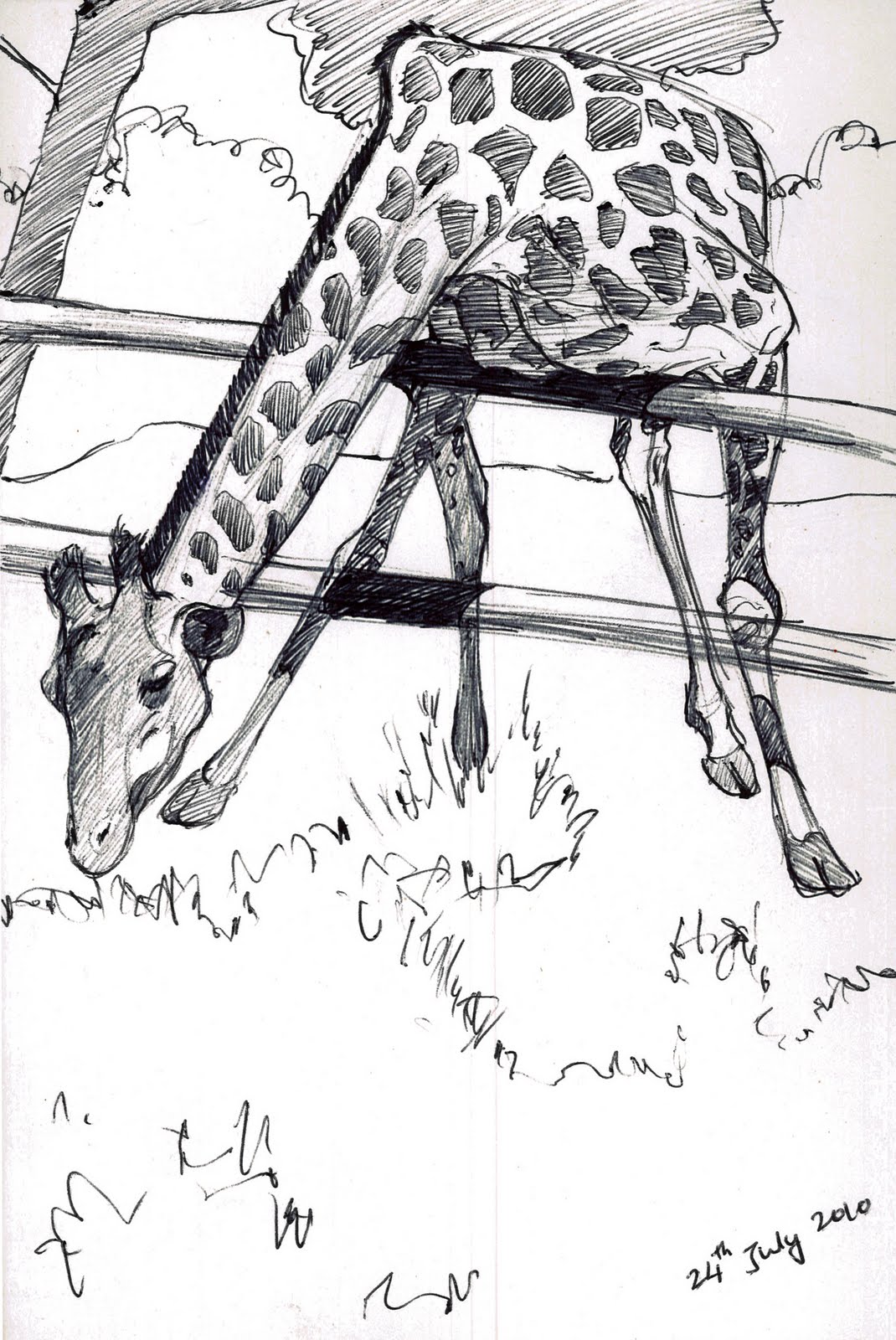 THE GREEDY PENCIL: Giraffe sketches