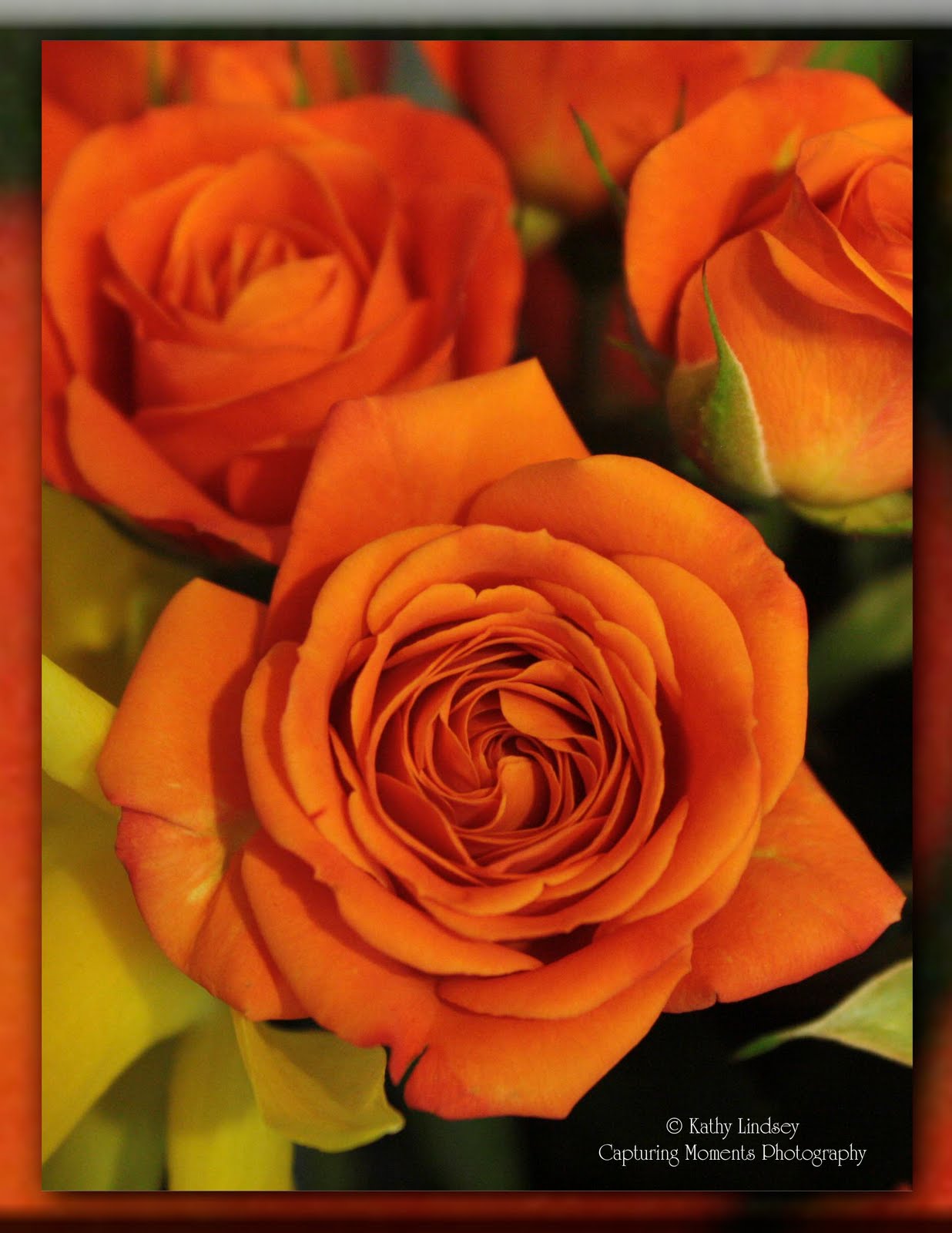 Kathy Lindsey Capturing Moments Photography: Orange Roses