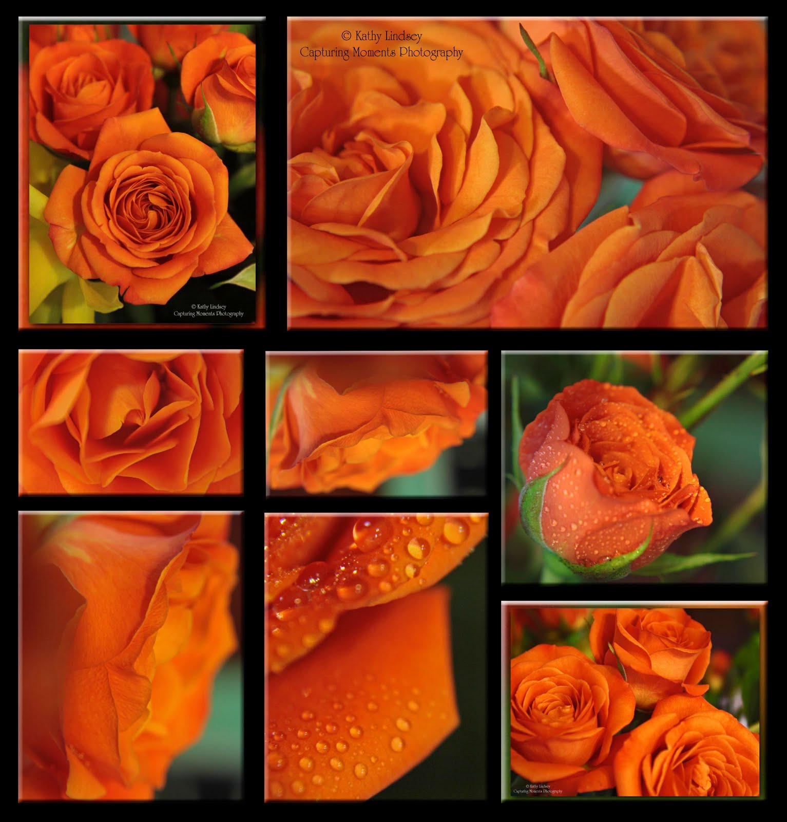 Kathy Lindsey Capturing Moments Photography: Orange Roses
