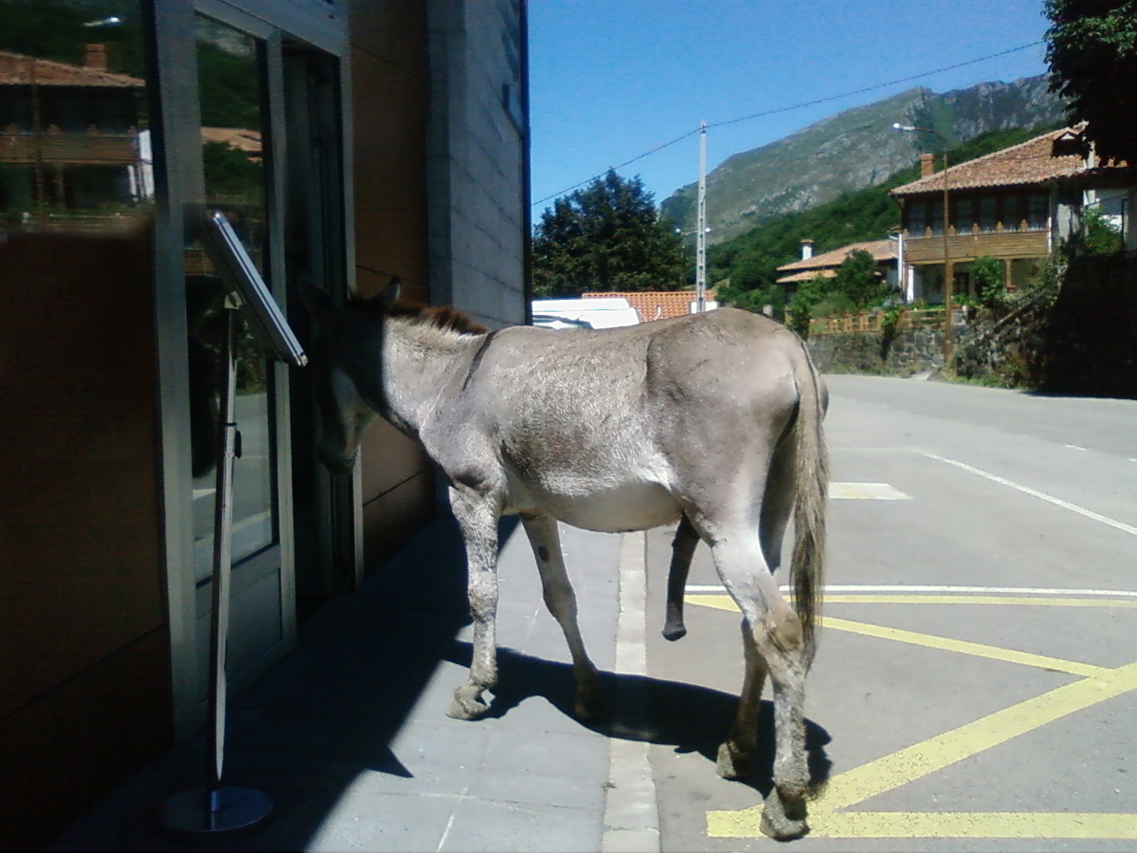 CONCEJO DE PONGA: El Burrín de Isidoro