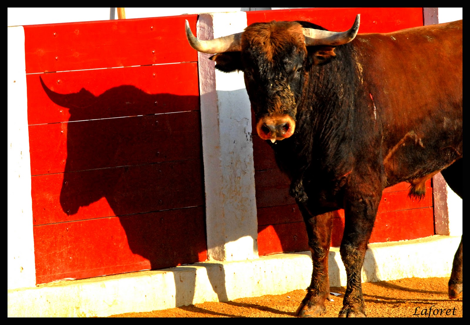 Calasparra Taurina: Blog de fotografía taurina por Laforet: Sombras