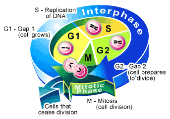 Molecular Genetic Book: Cell Cycle