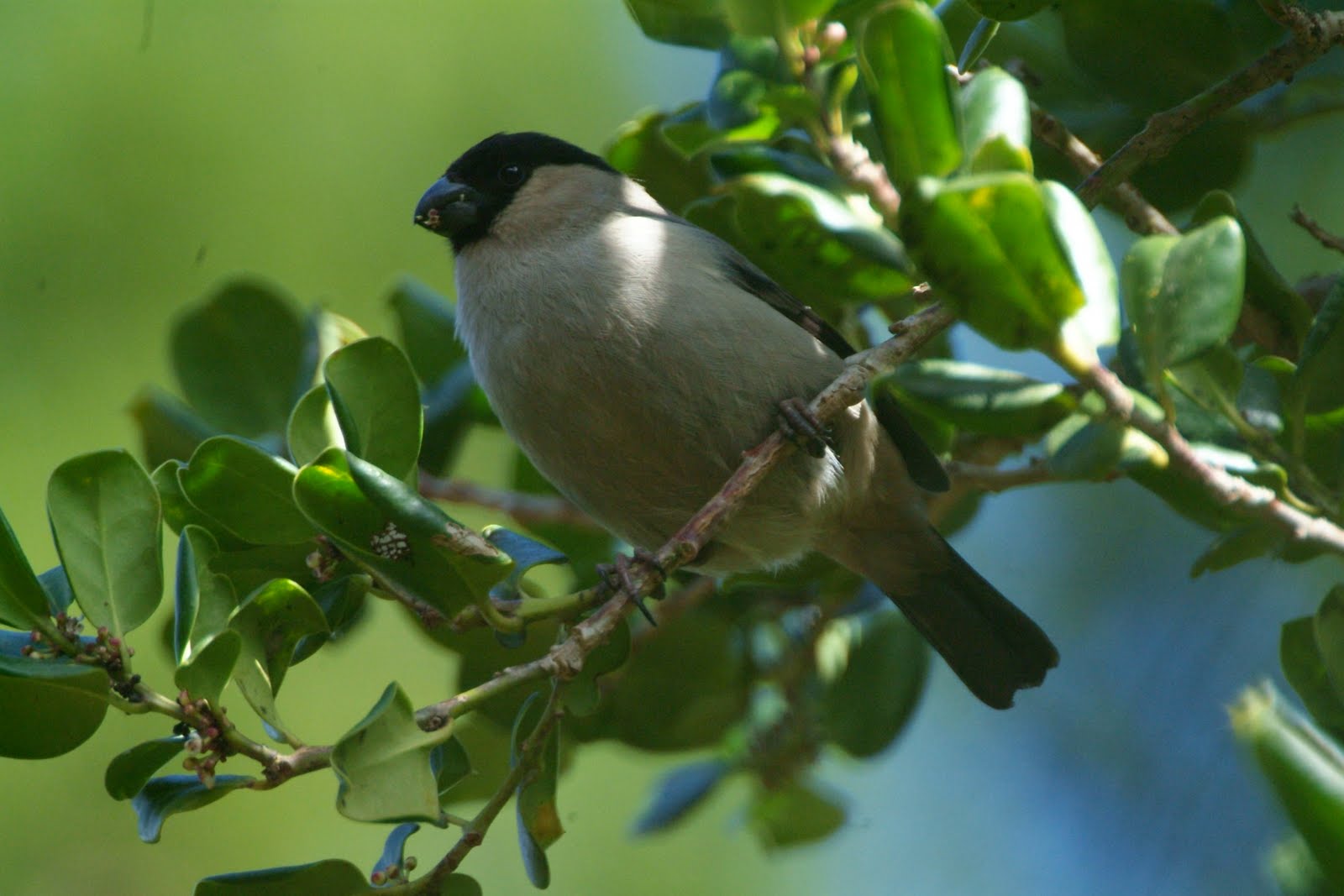 Notícias dos Açores: Projecto LIFE Priolo distinguido em Bruxelas