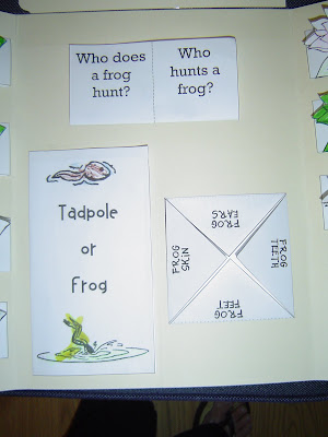 My Two Happy Homeschoolers: Frog Lapbook