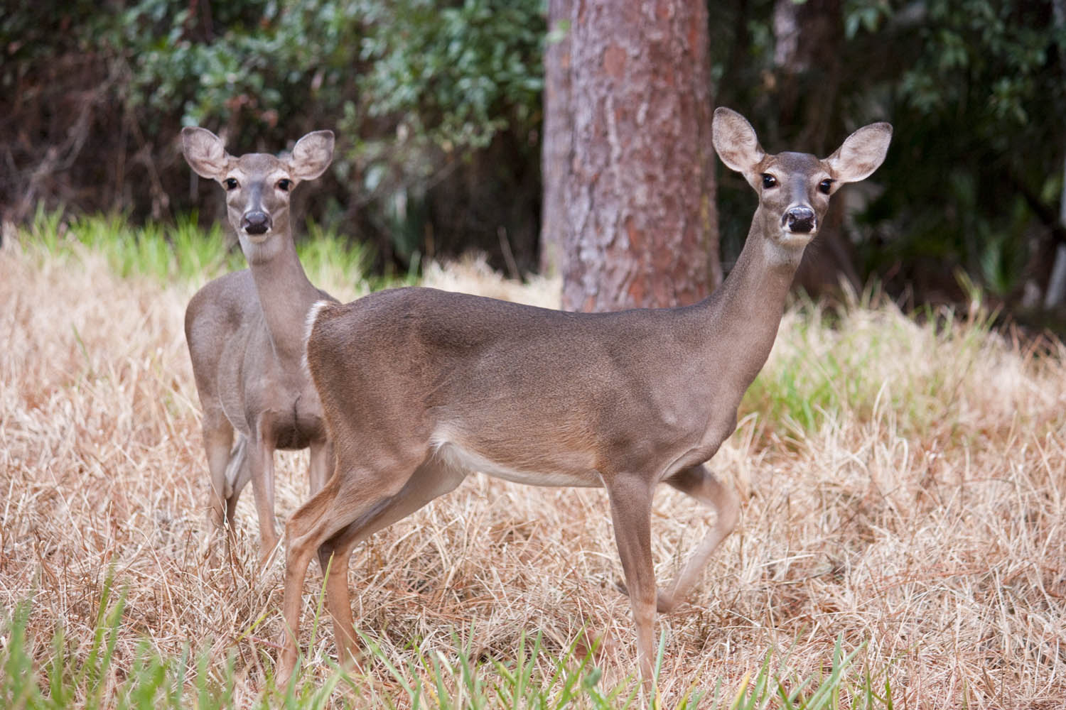 Florida Image Tools: Florida white tailed deer
