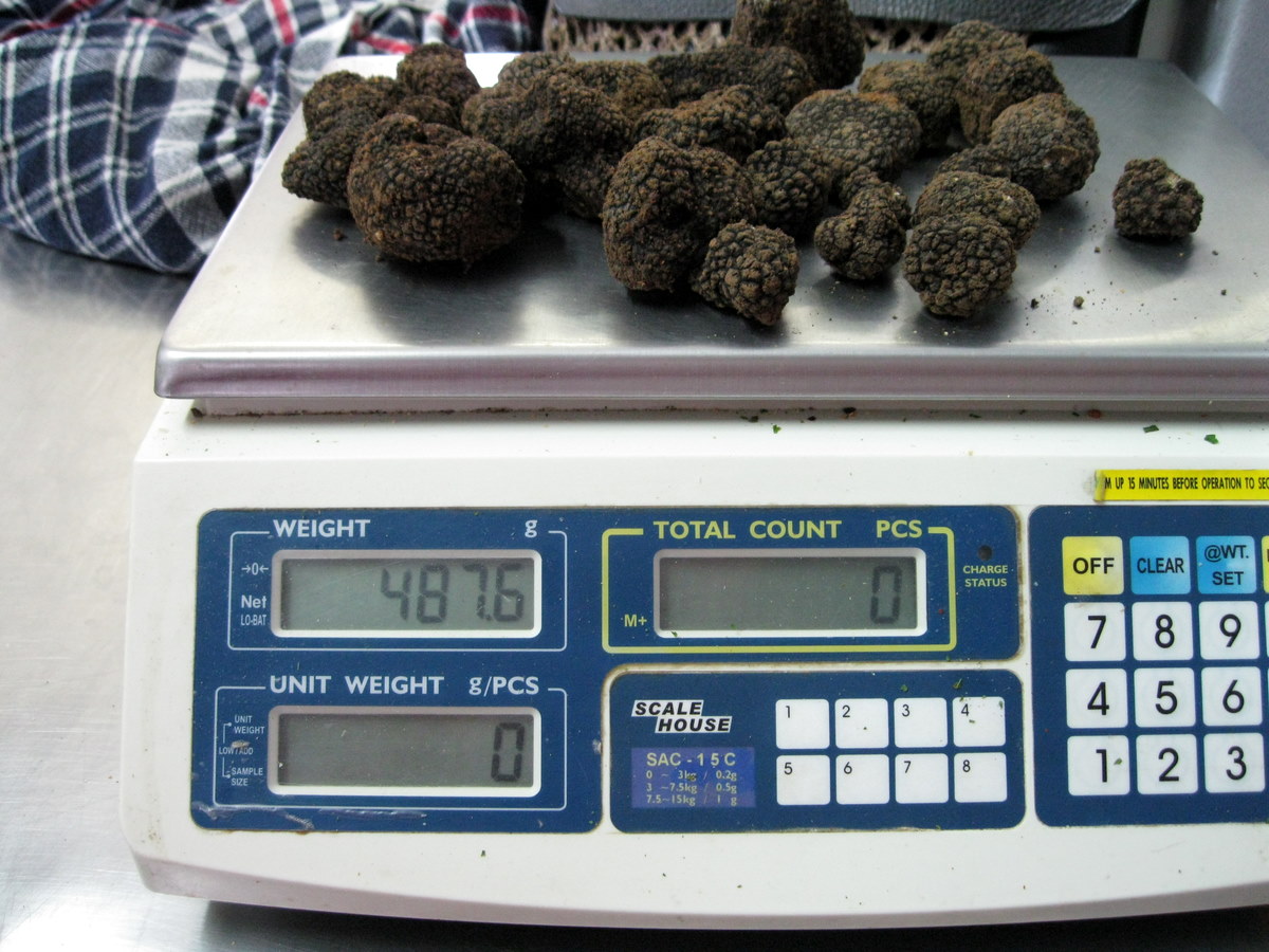My Travel Journal: The Great Truffle Hunt, Part III - TRUFFLES!!!