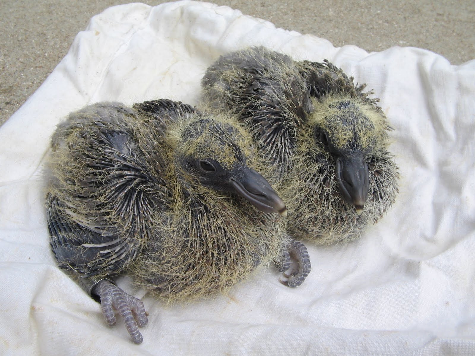 Charnwood Ringers (Leicestershire): Squabs