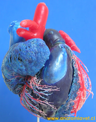 ANATOMIA VETERINARIA: CORAZON CANINO. I