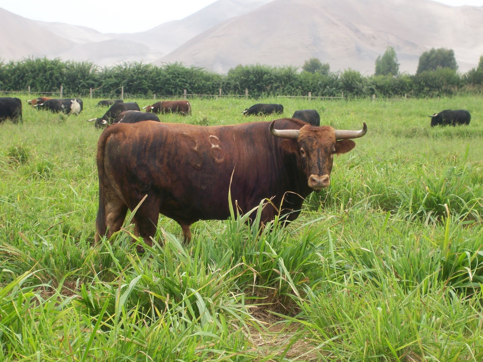 TORO PRENSA PERU: PRECIOSO TORO DE LA GANADERIA SAN PEDRO