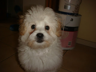 DoyleChildren: Toby the Japoodle