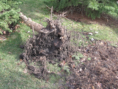 The DEB Log: A Tree With No Roots