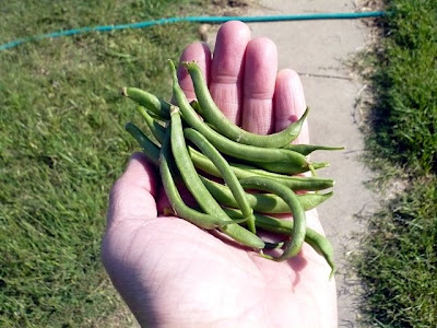 This Agrarian Life: May 2009