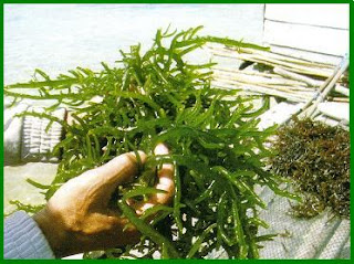RUMPUT LAUT SEBAGAI OBAT DAN MAKANAN YANG BAIK
