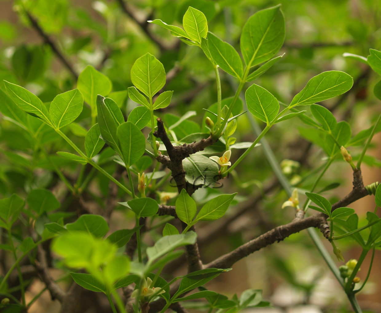 Una idea, un pensamiento, un Bonsai: Bursera fagaroides