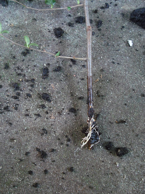 Lortz Garden: Metode de inmultire - Marcotajul