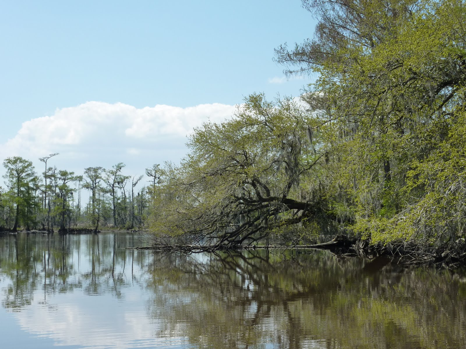 Notre vie à Chicago: Swamp tour