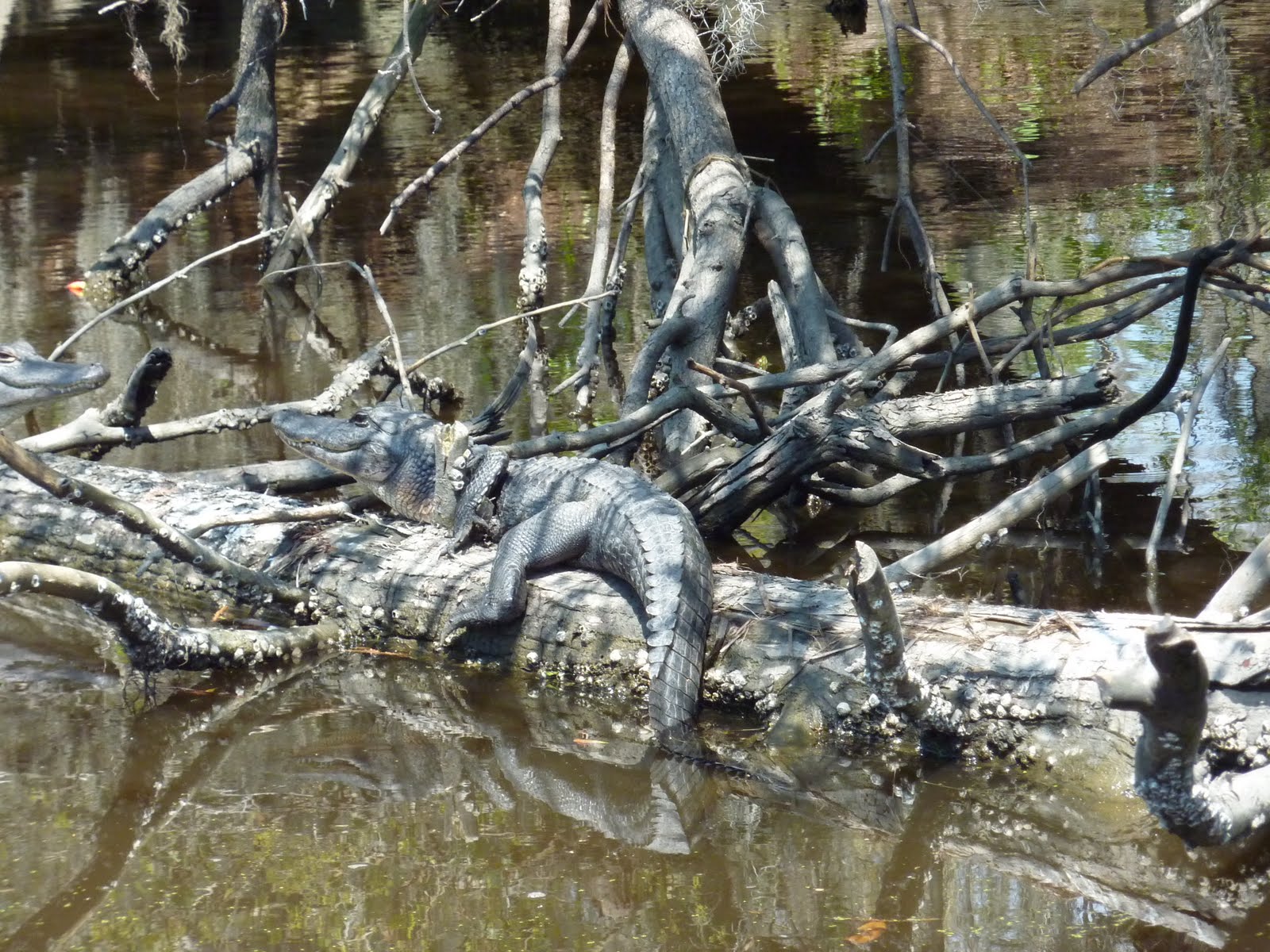 Notre vie à Chicago: Swamp tour