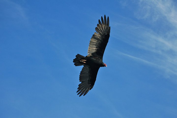 Tercer Concurso De Fotografía Patrimonial: Flora Y Fauna De La Región ...