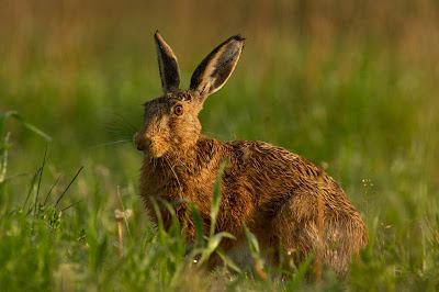 The Leveret: The Irish Hare