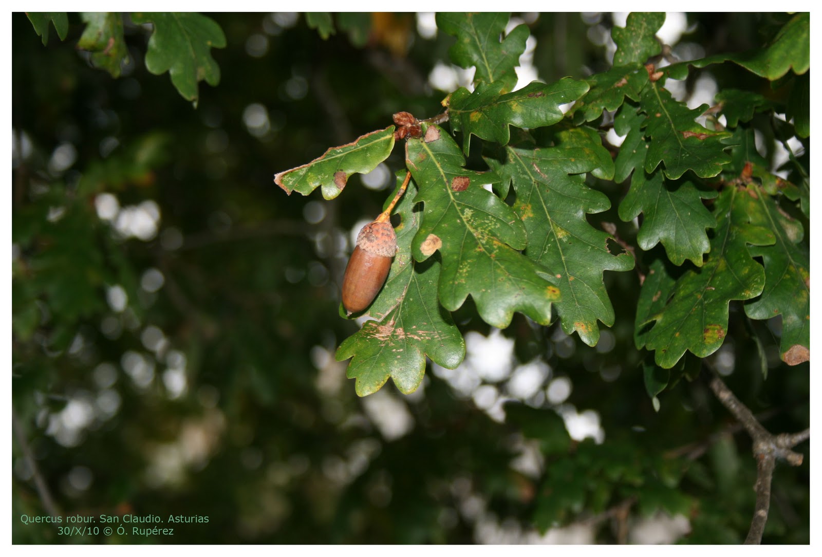 San Claudio Vivo: Quercus robur