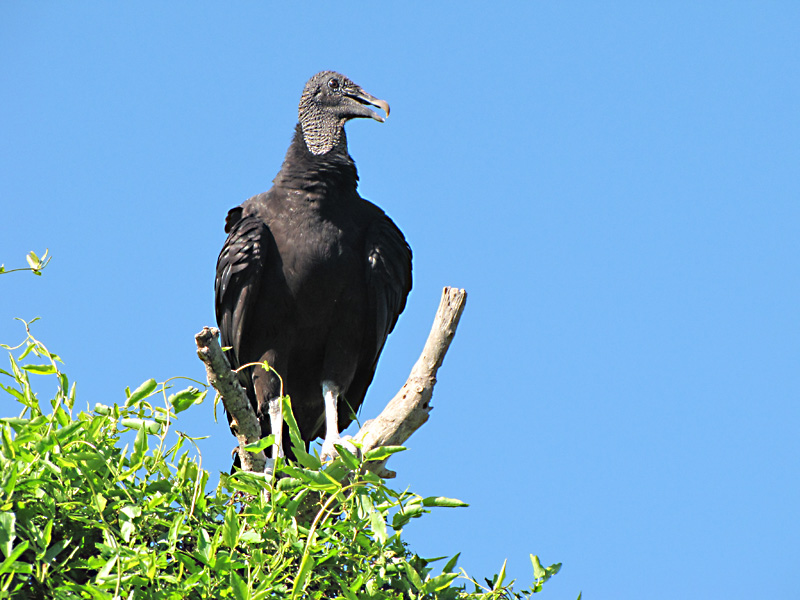 Aves de mi región santafesina: JOTE CABEZA NEGRA - Coragyps atratus