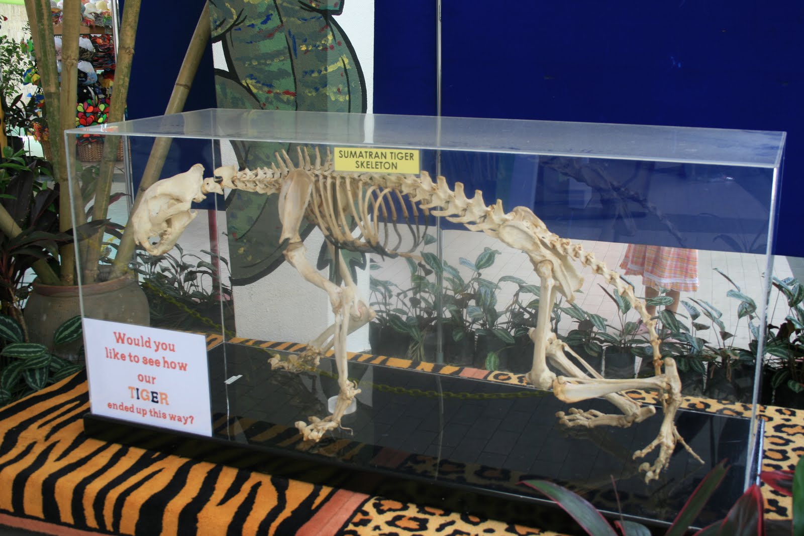 lion and tiger skeleton - Page 2 - Animal vs Animal