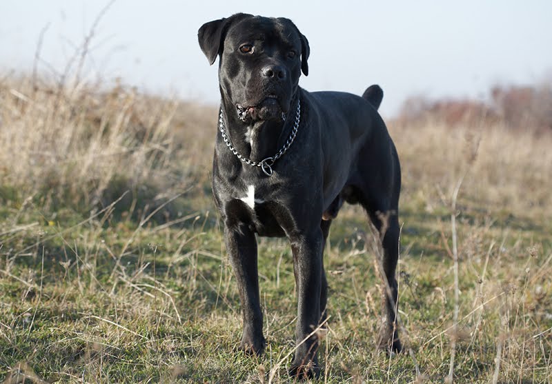 Cane corso - Khan