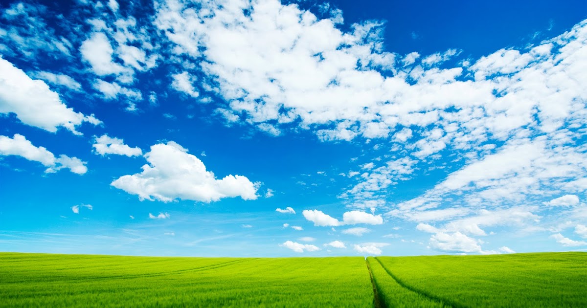 Wallpapers Box: Wheat Green Fields High Definition Wallpapers