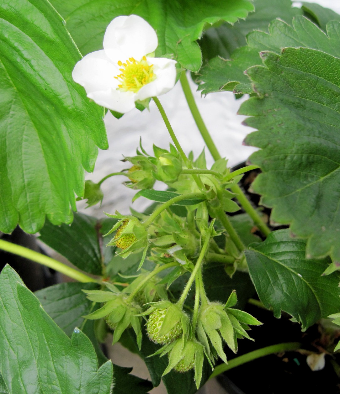 Flutterby Patch: Busy doing nothing!