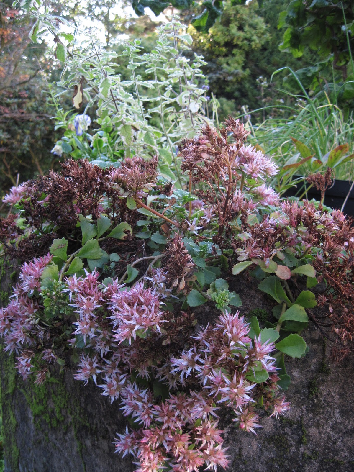 Flutterby Patch: October 2010