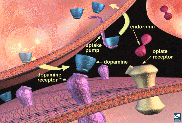 Neurotransmissores: Receptores de Dopamina