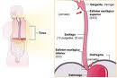 PlantasOrnamentales: DESCRIPCION ANATOMICA DEL ESOFAGO